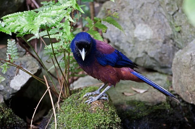 Details : Lidth's Jay - BirdGuides