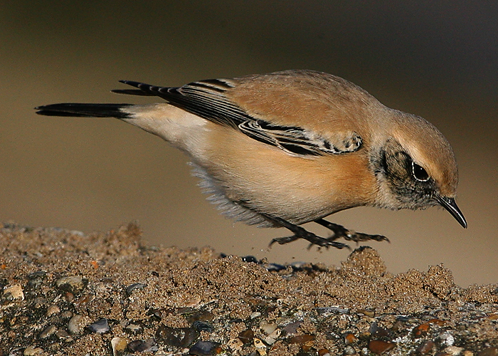 Details : Desert Wheatear - BirdGuides