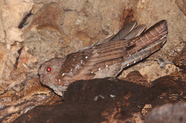 Oilbird by Peter Gasson - BirdGuides