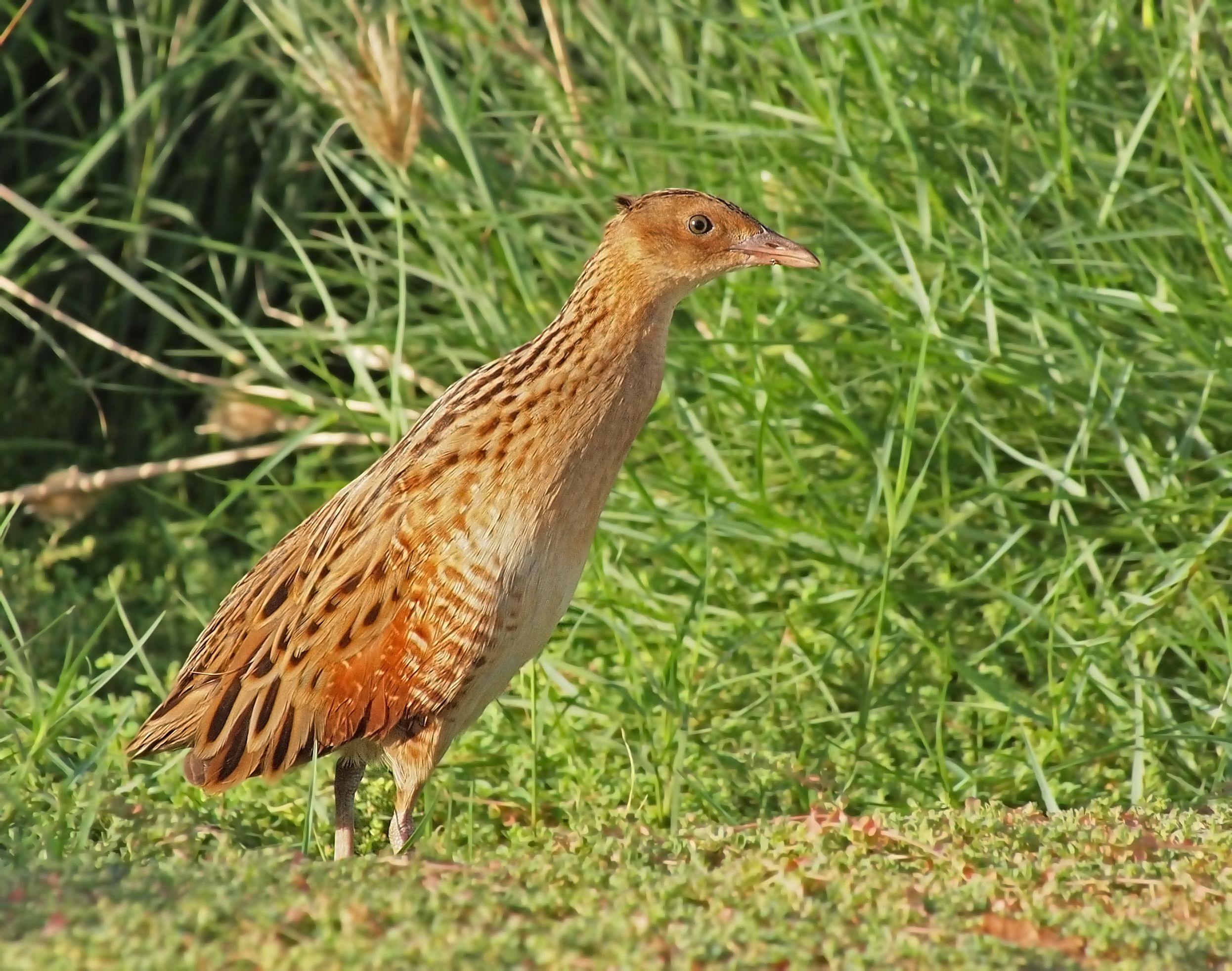 Details : Corncrake - BirdGuides