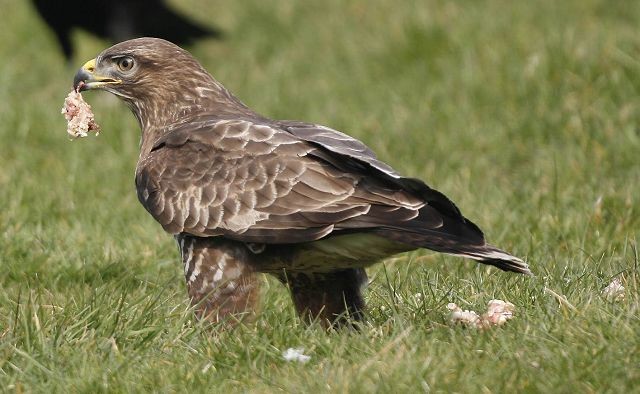 Details : Common Buzzard - BirdGuides