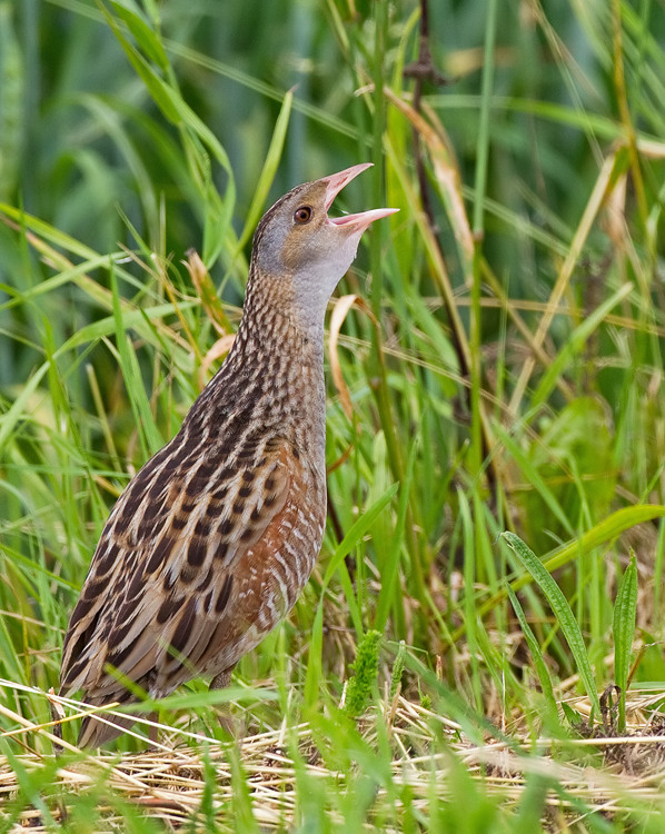 Details : Corncrake - BirdGuides