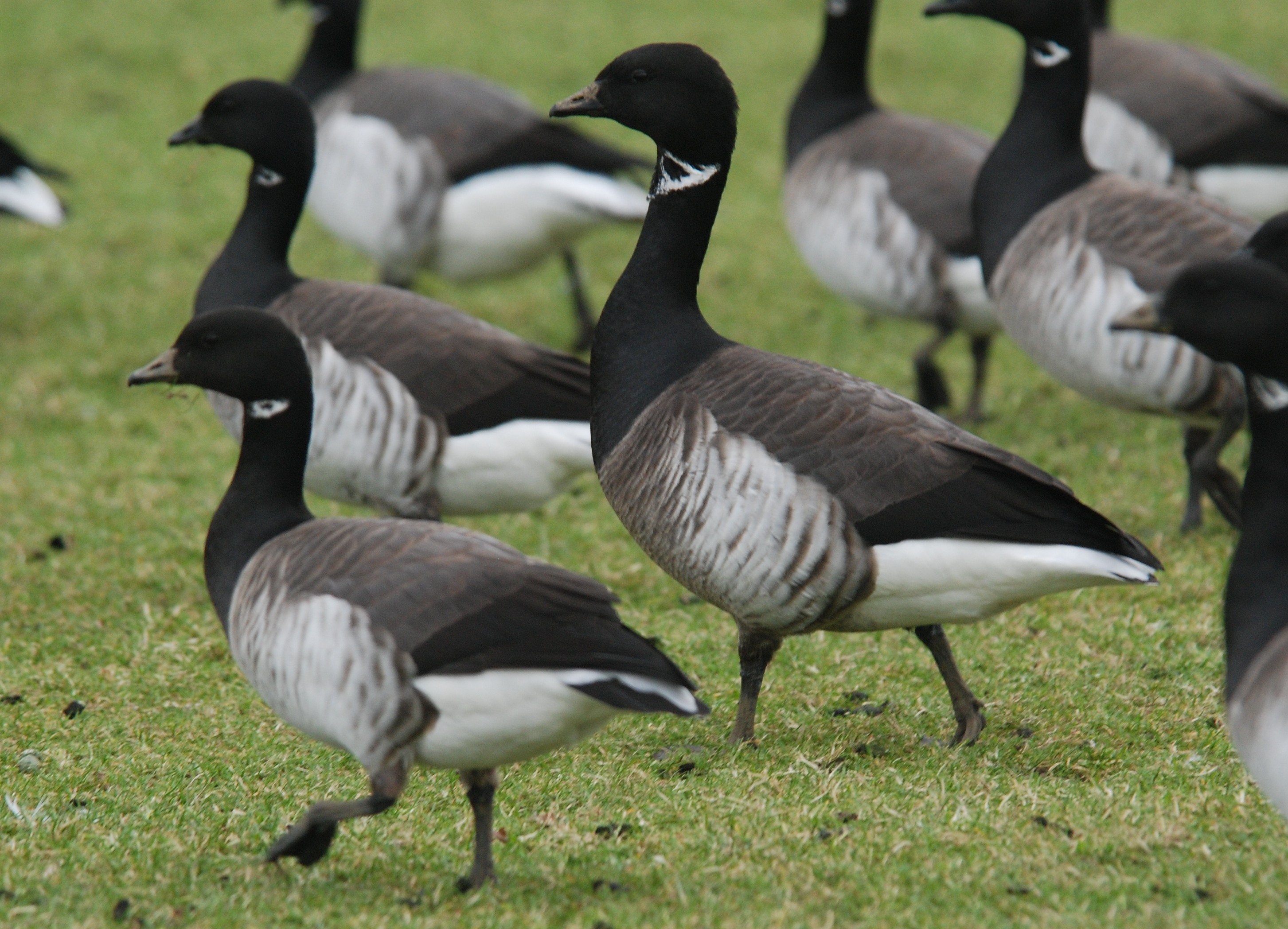Details : Grey-bellied Brant - BirdGuides
