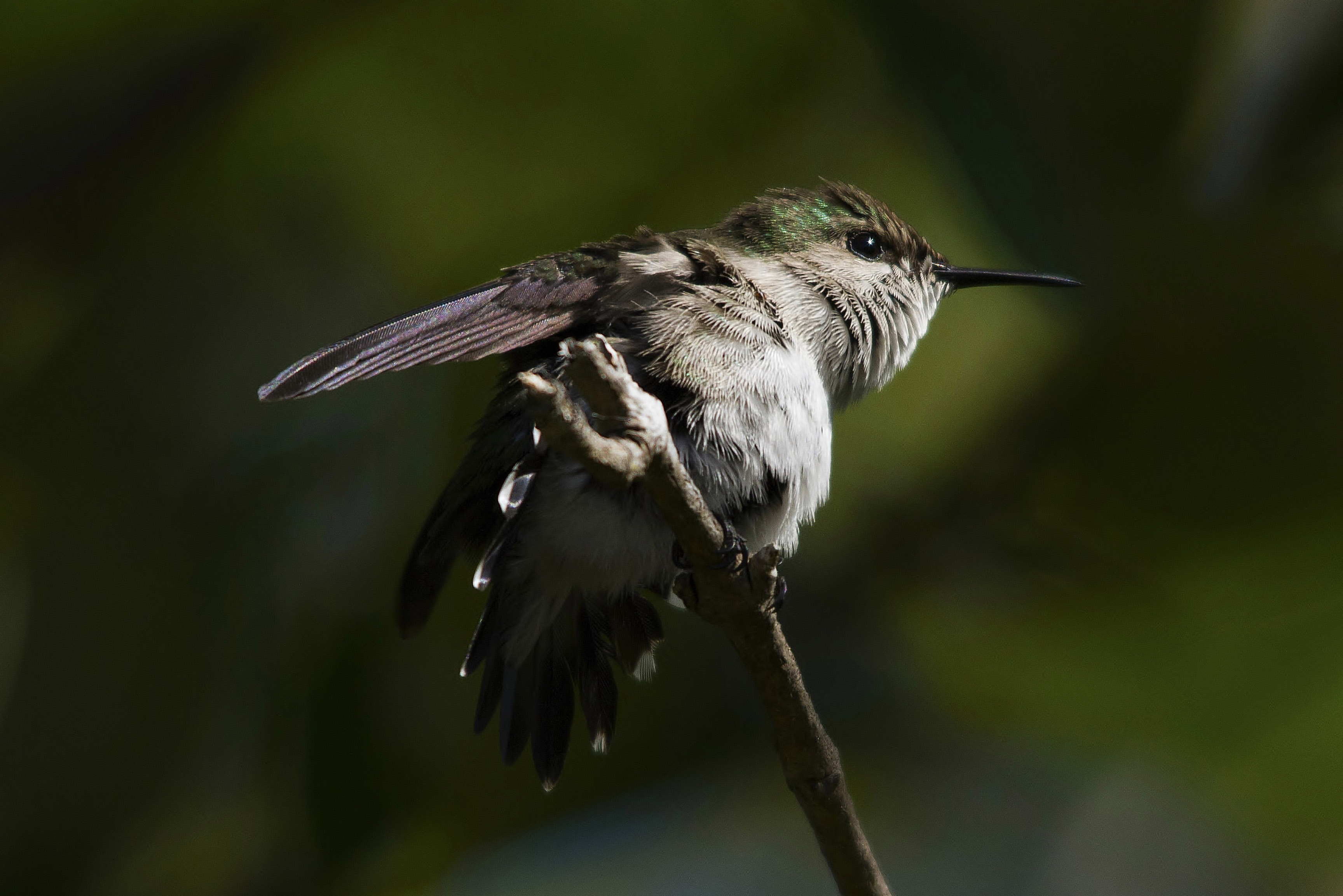 Details : Vervain Hummingbird - BirdGuides
