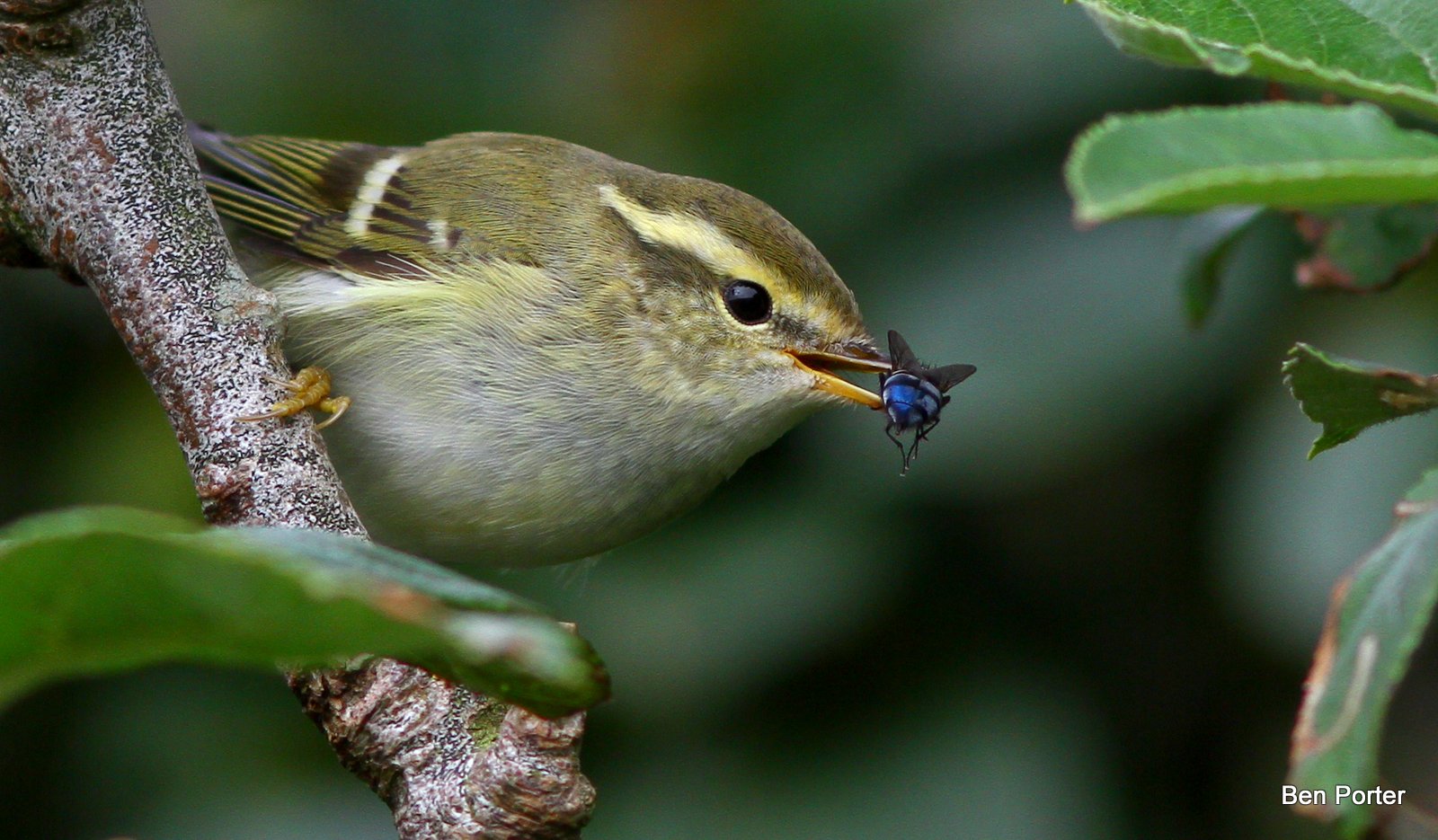 Details : Yellow-browed Warbler - BirdGuides
