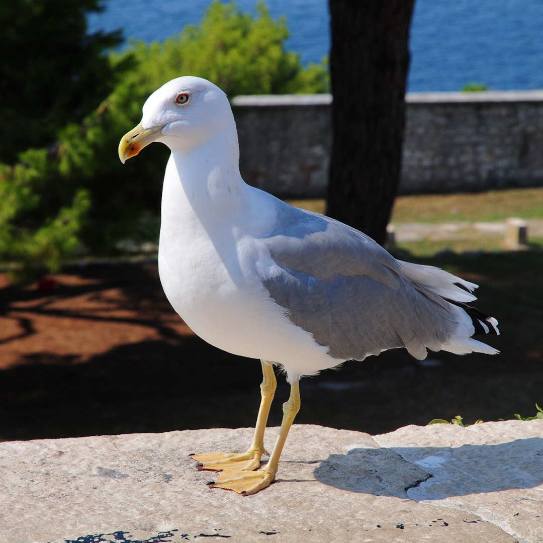 Yellow-legged Gull by Pat Tucker - BirdGuides