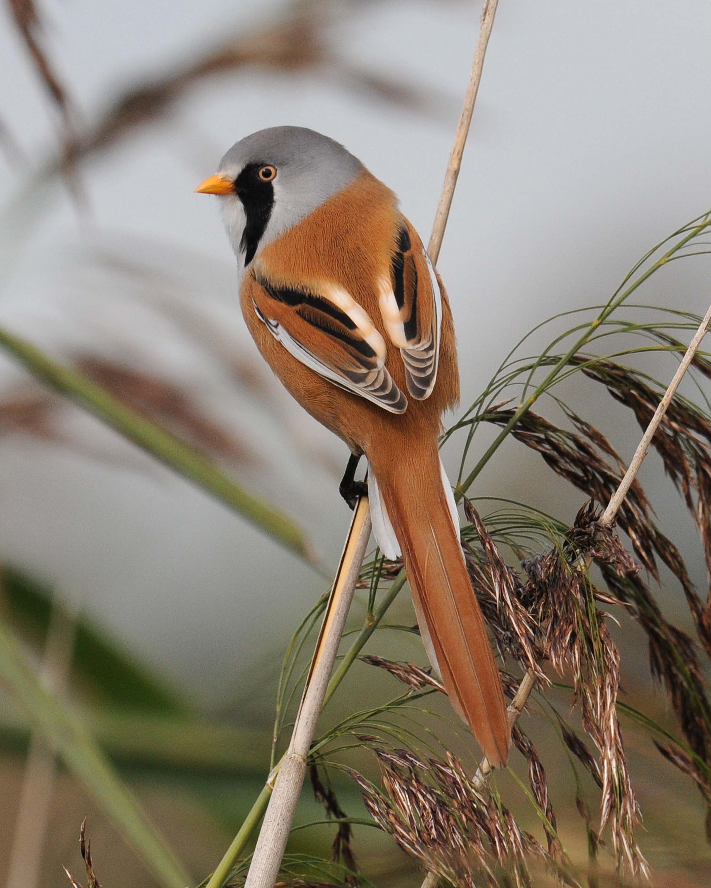Details : Bearded Tit - BirdGuides