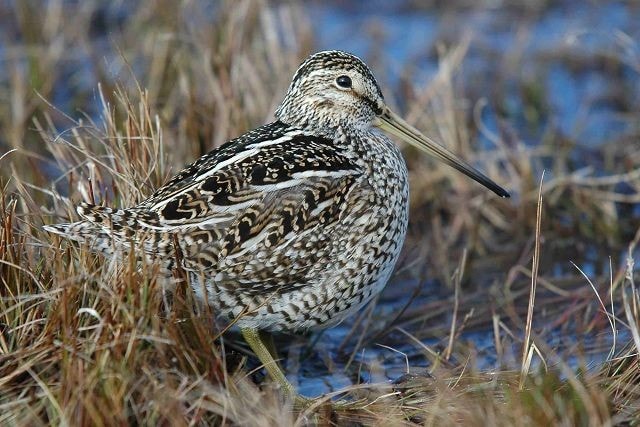 Gallinago paraguaiae magellanica by Chris Vowles - BirdGuides