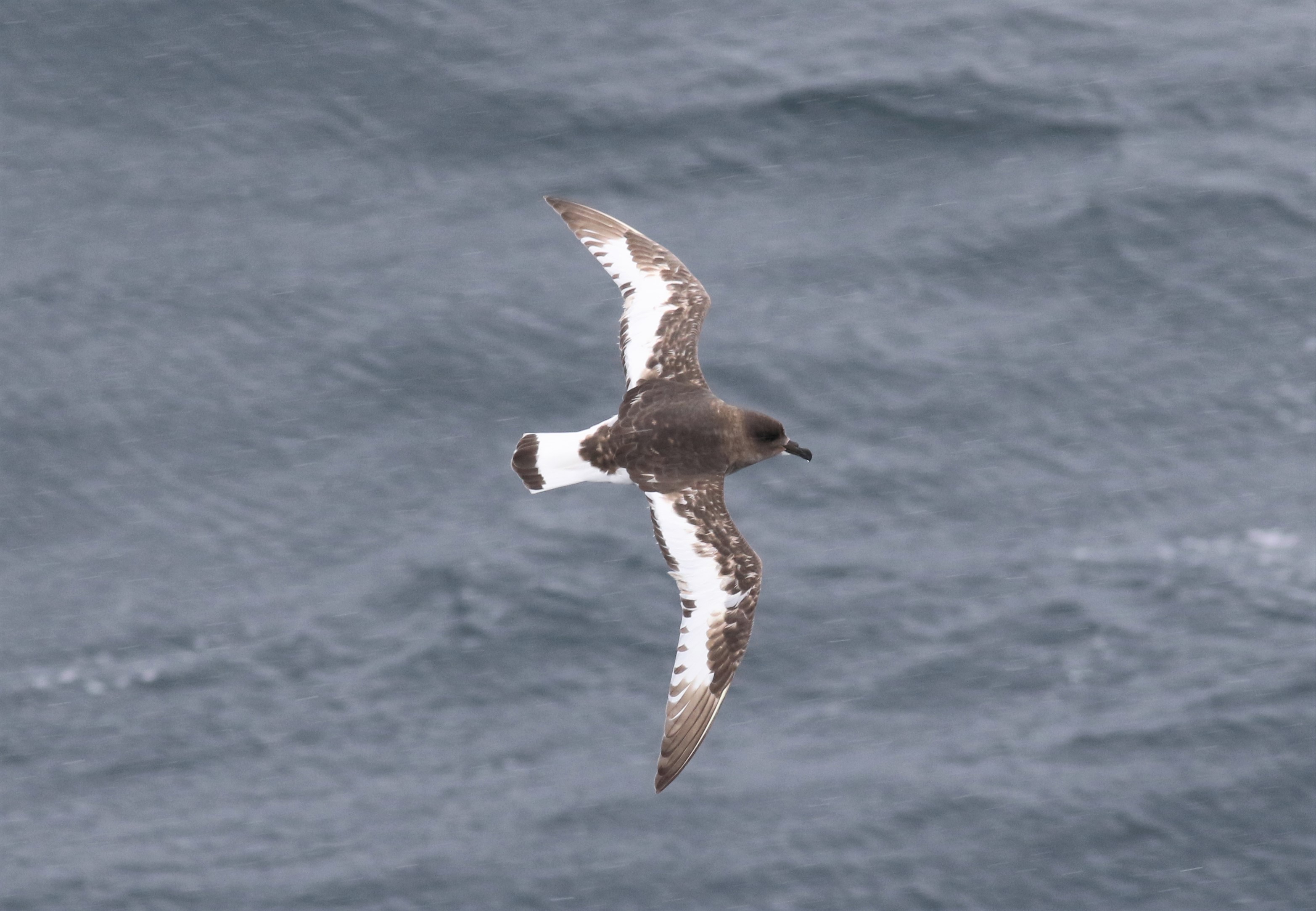 Details : Antarctic Petrel - BirdGuides