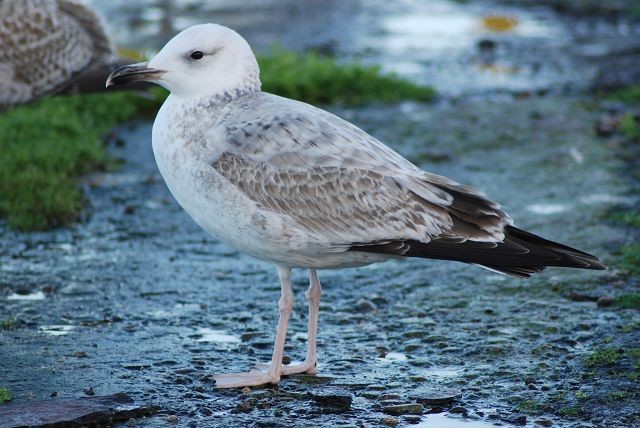 Details : Caspian Gull - BirdGuides