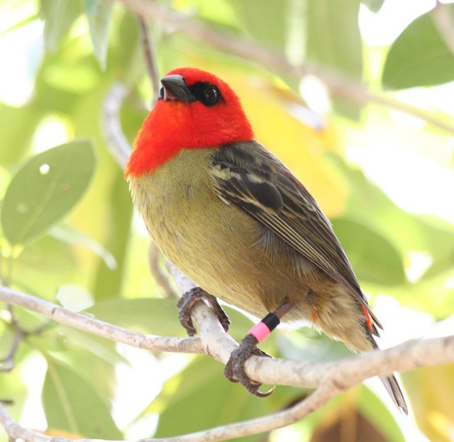 More Critically Endangered birds than ever before - BirdGuides