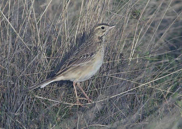 Details : Richard's Pipit - BirdGuides