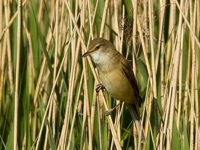 Details : Great Reed Warbler - BirdGuides