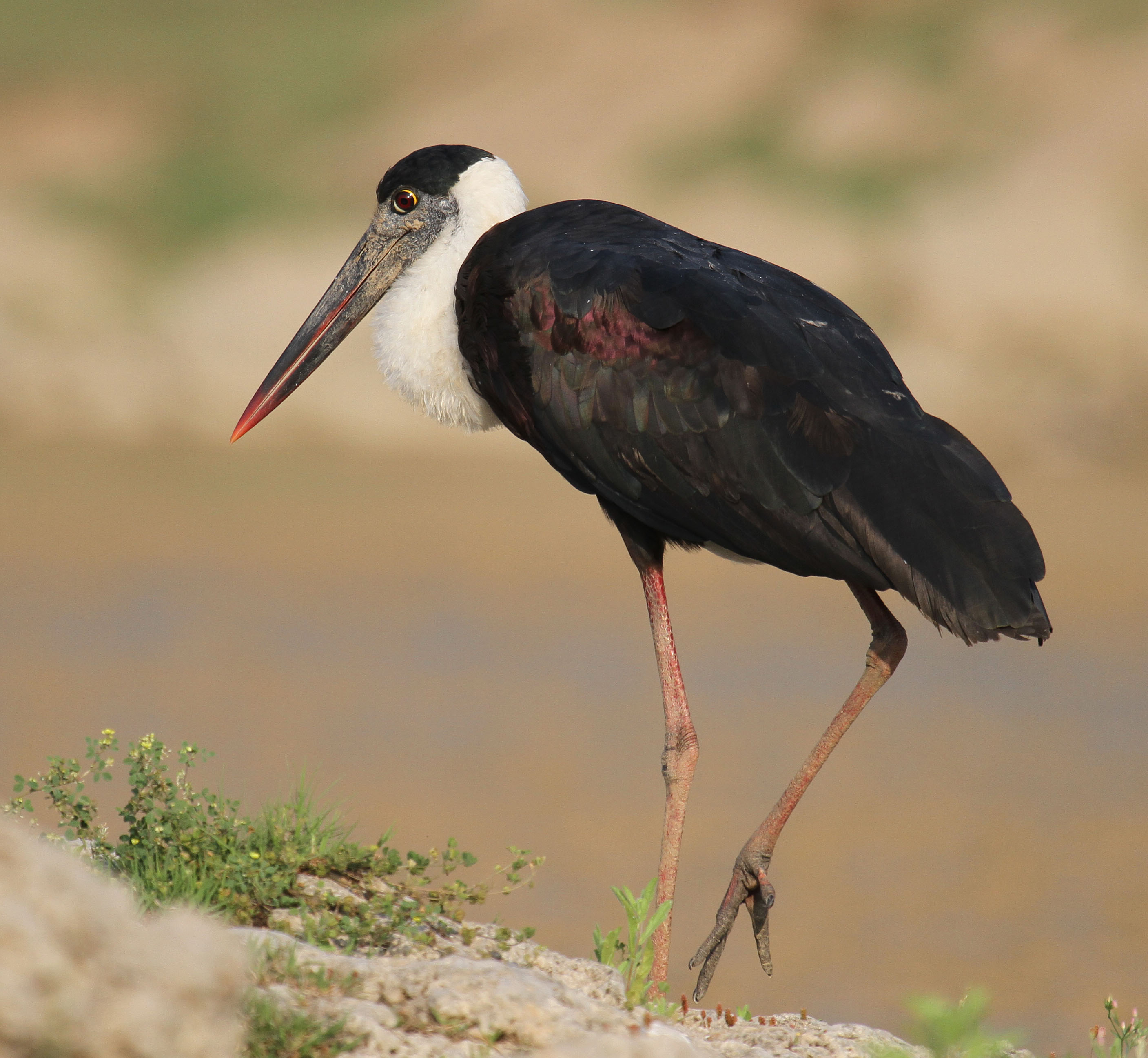Details : Woolly-necked Stork - BirdGuides