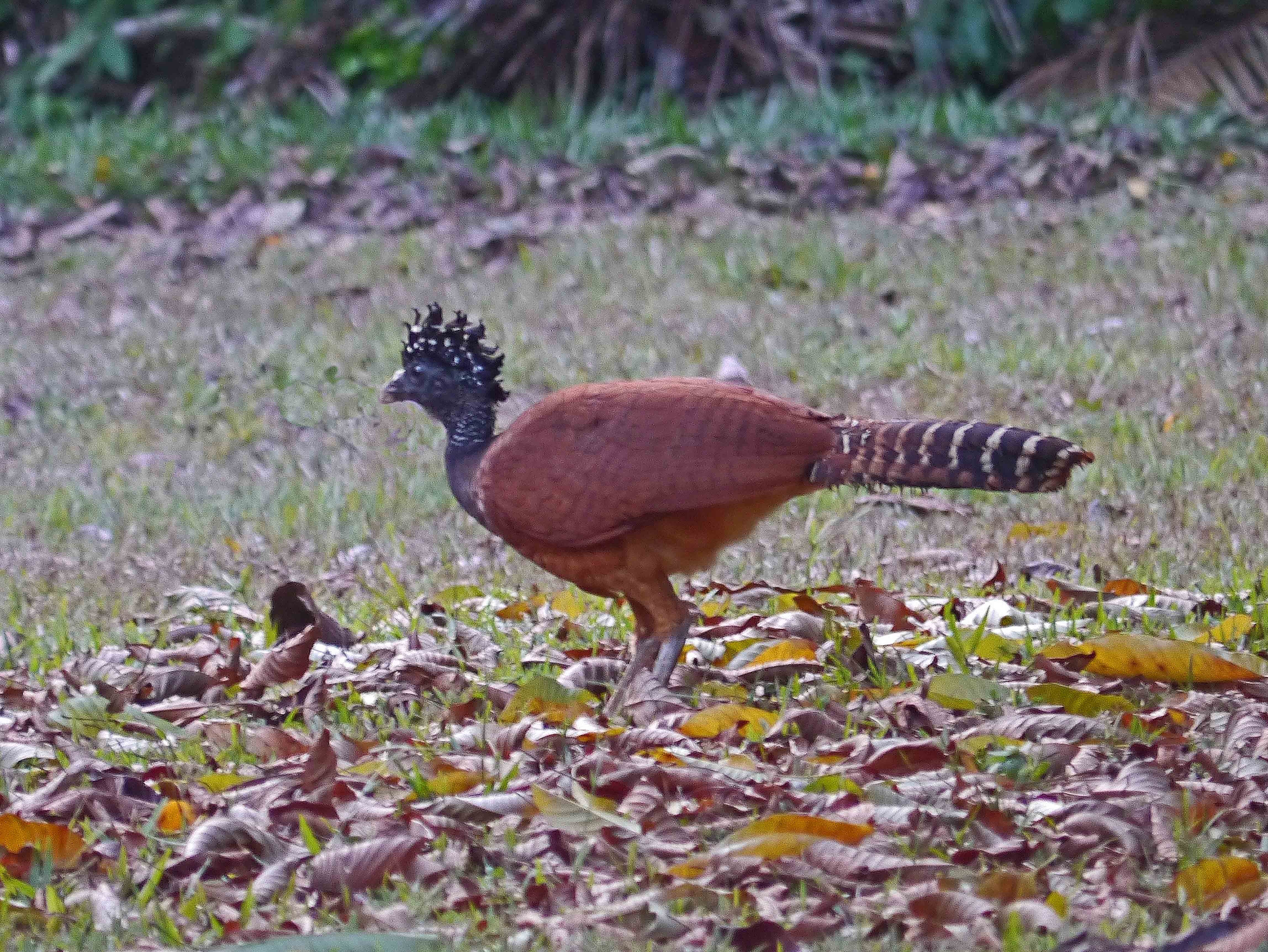 Details : Great Curassow - BirdGuides