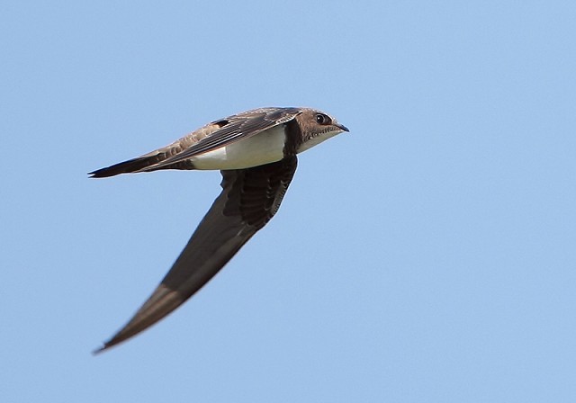 Details : Alpine Swift - BirdGuides