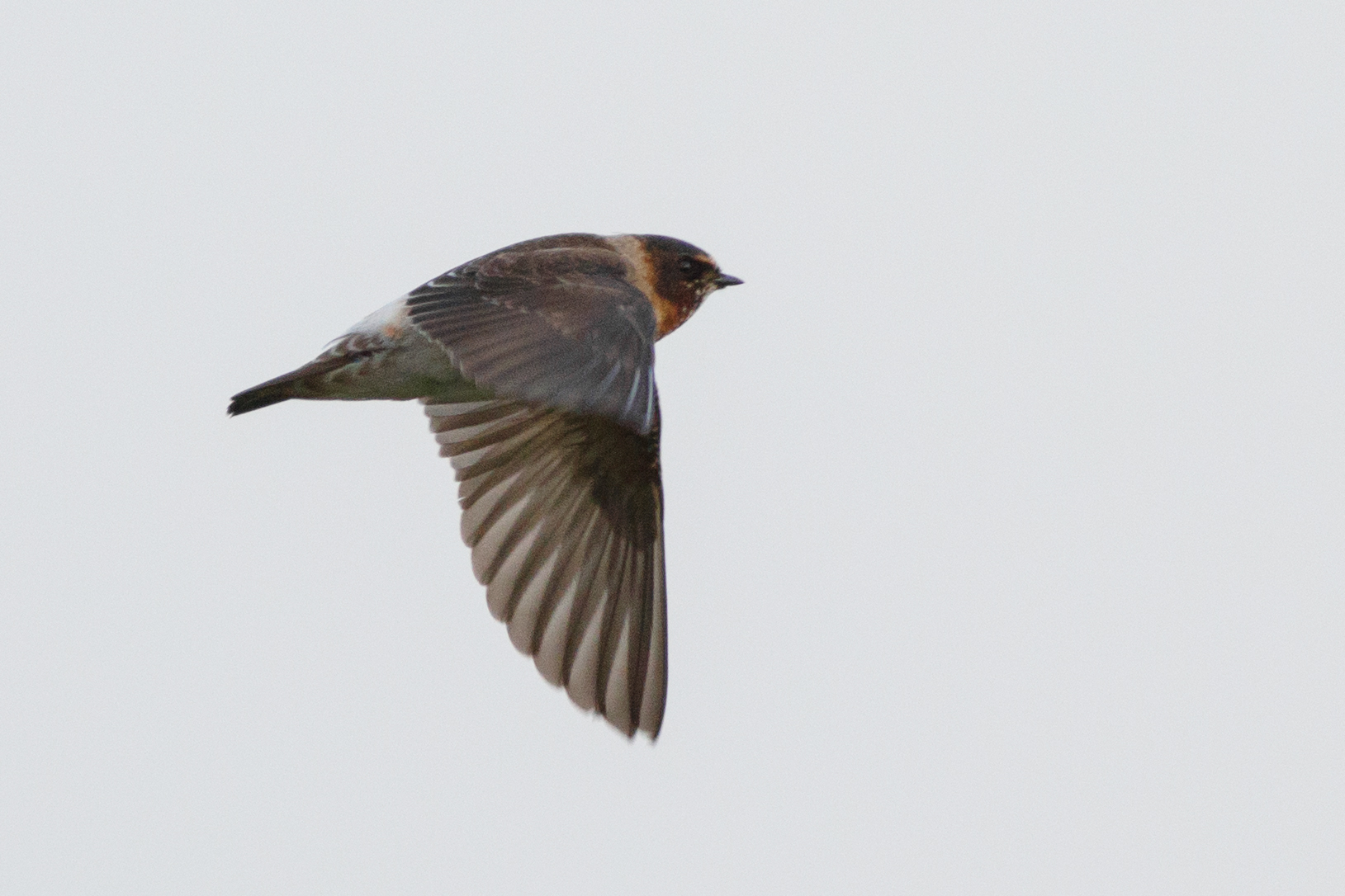 Details : American Cliff Swallow - BirdGuides