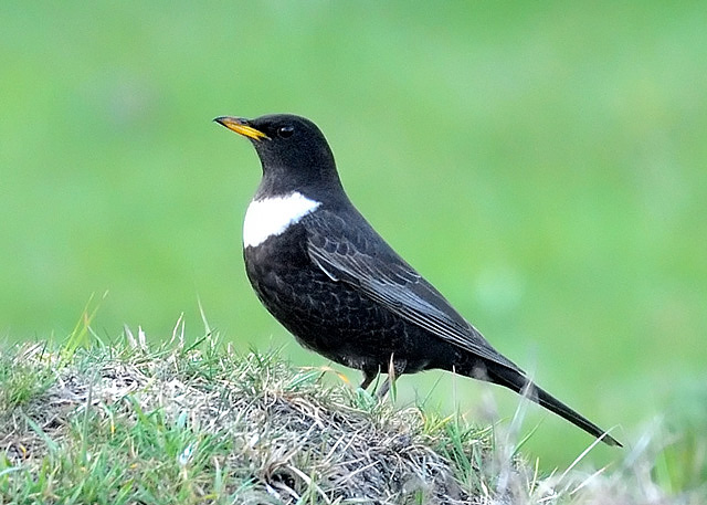 Details : Ring Ouzel - BirdGuides
