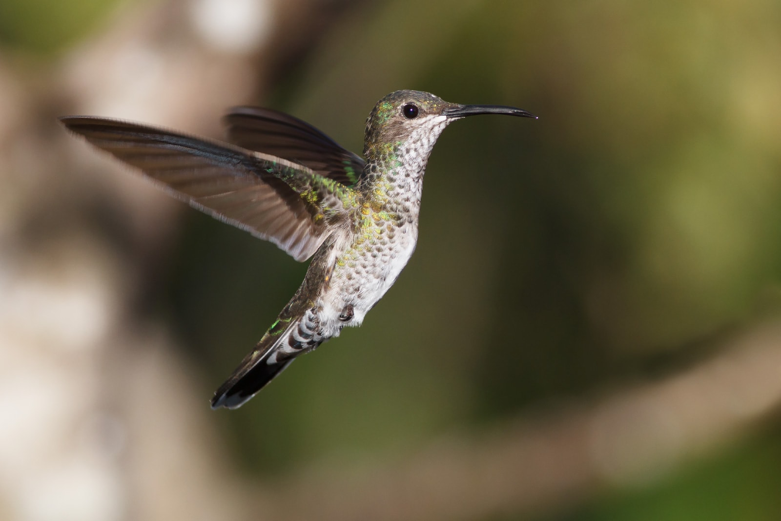 White-necked Jacobin by Josh Jones - BirdGuides