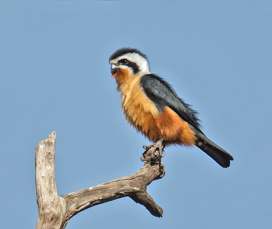 Details : Collared Falconet - BirdGuides