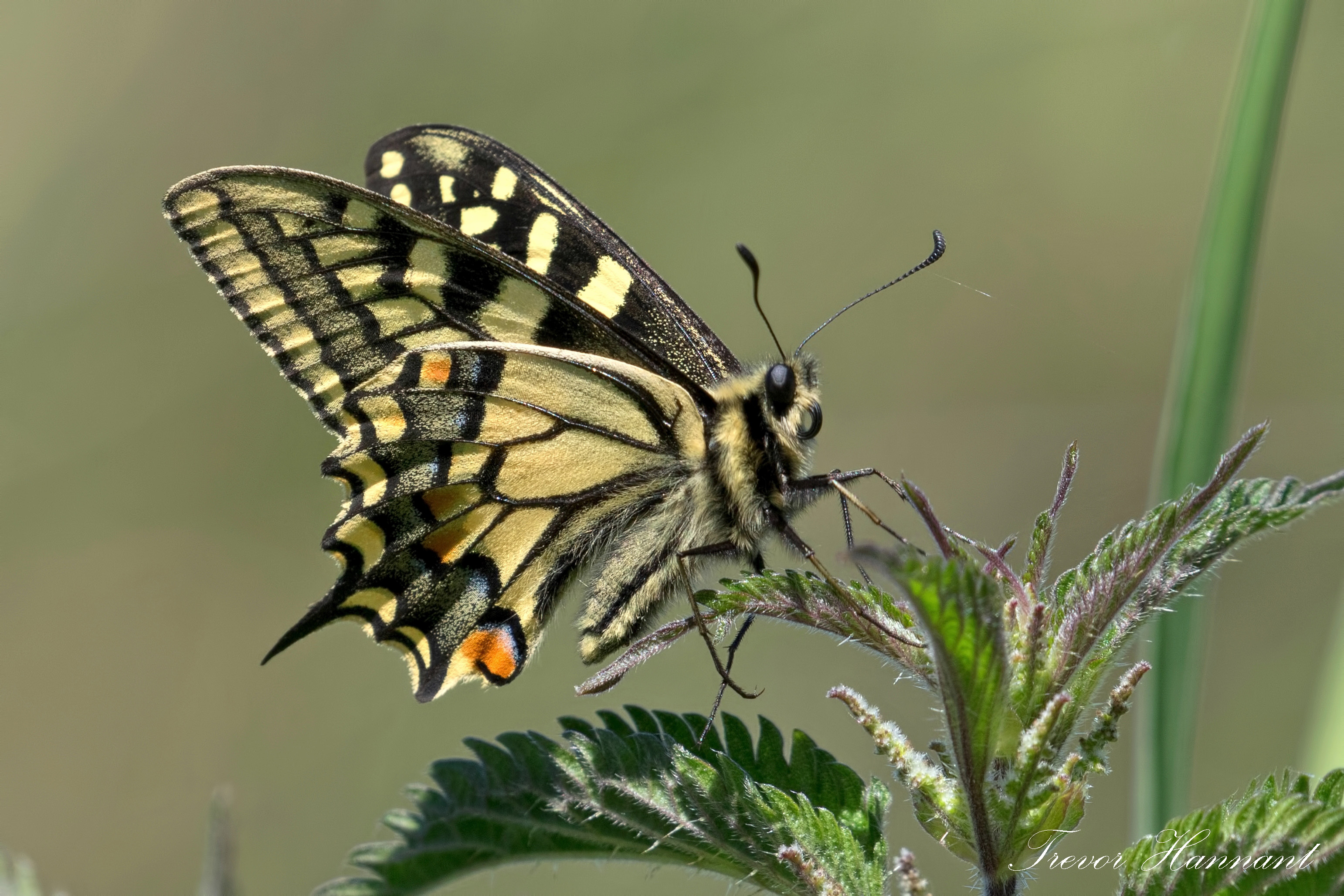 Details : Swallowtail - BirdGuides