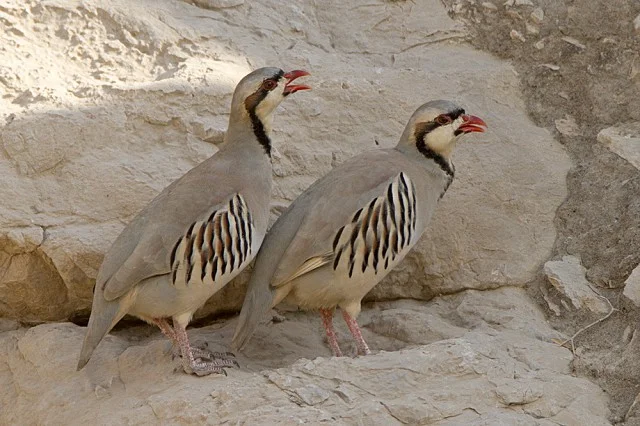 Details : Chukar Partridge - BirdGuides