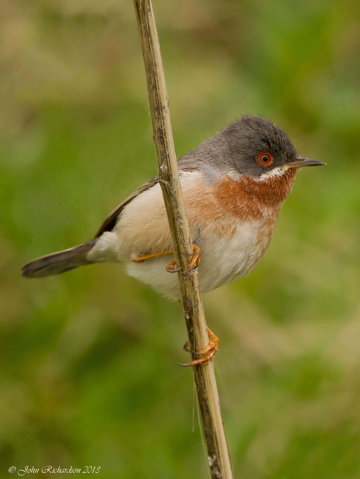Details : Eastern Subalpine Warbler - BirdGuides