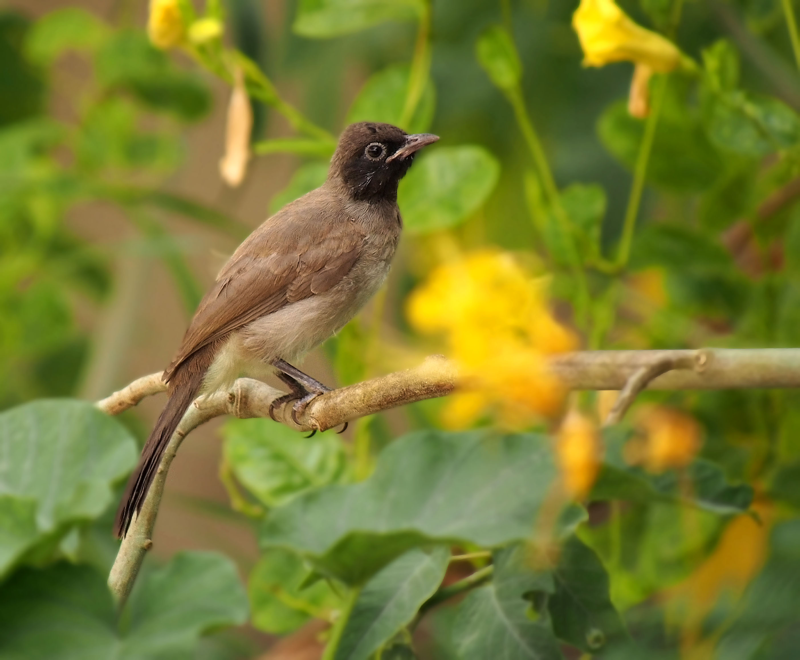 Details : White-spectacled Bulbul - BirdGuides