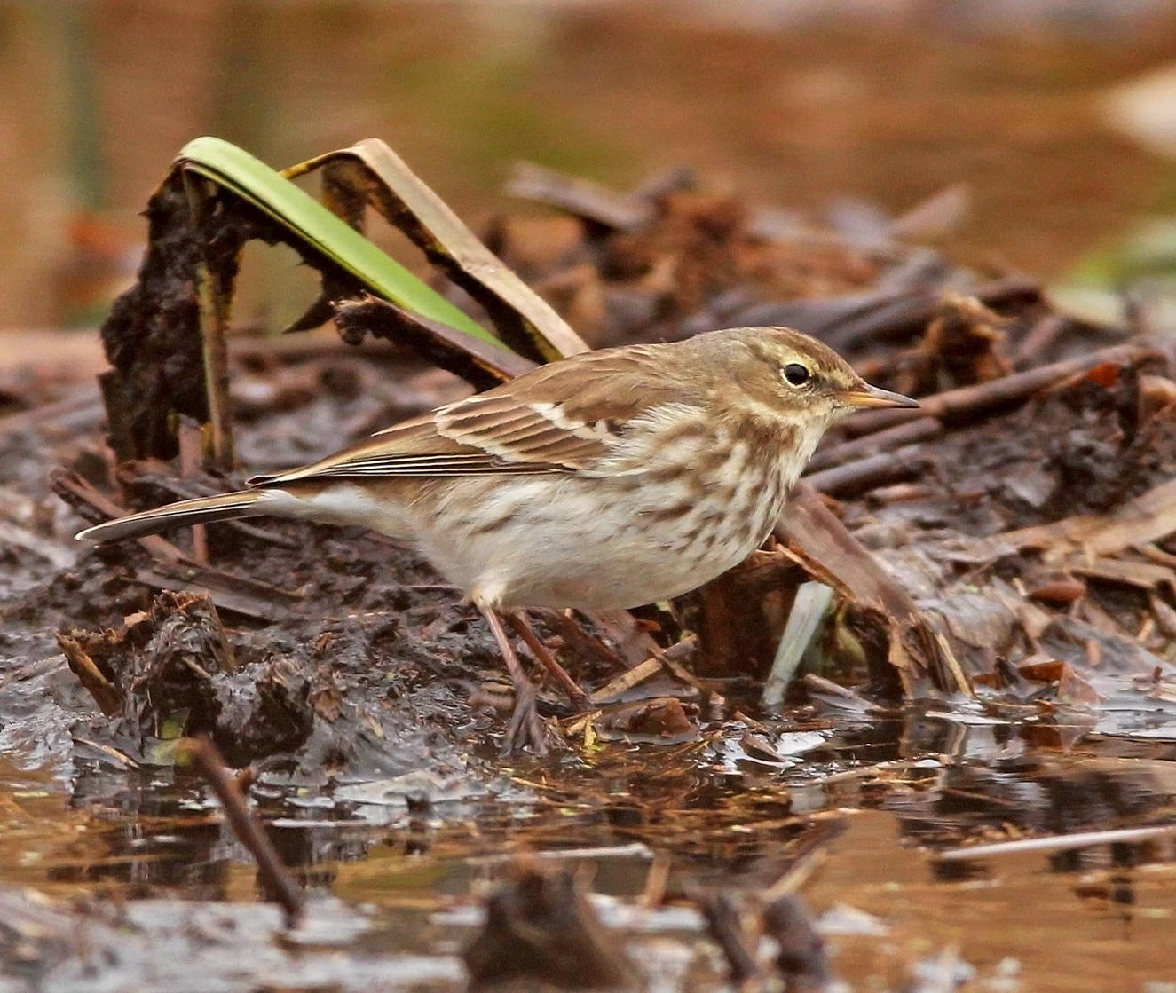 Details : Water Pipit - BirdGuides
