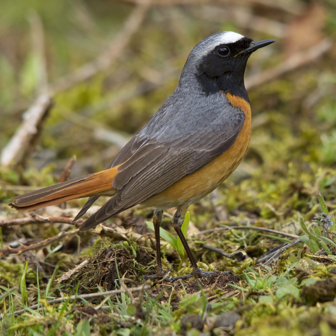 Common Redstart by Mr Clive Daelman - BirdGuides