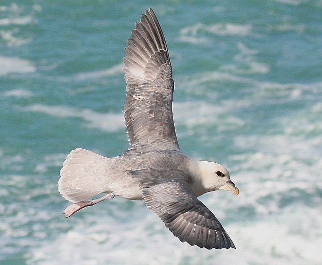Details : Northern Fulmar - BirdGuides
