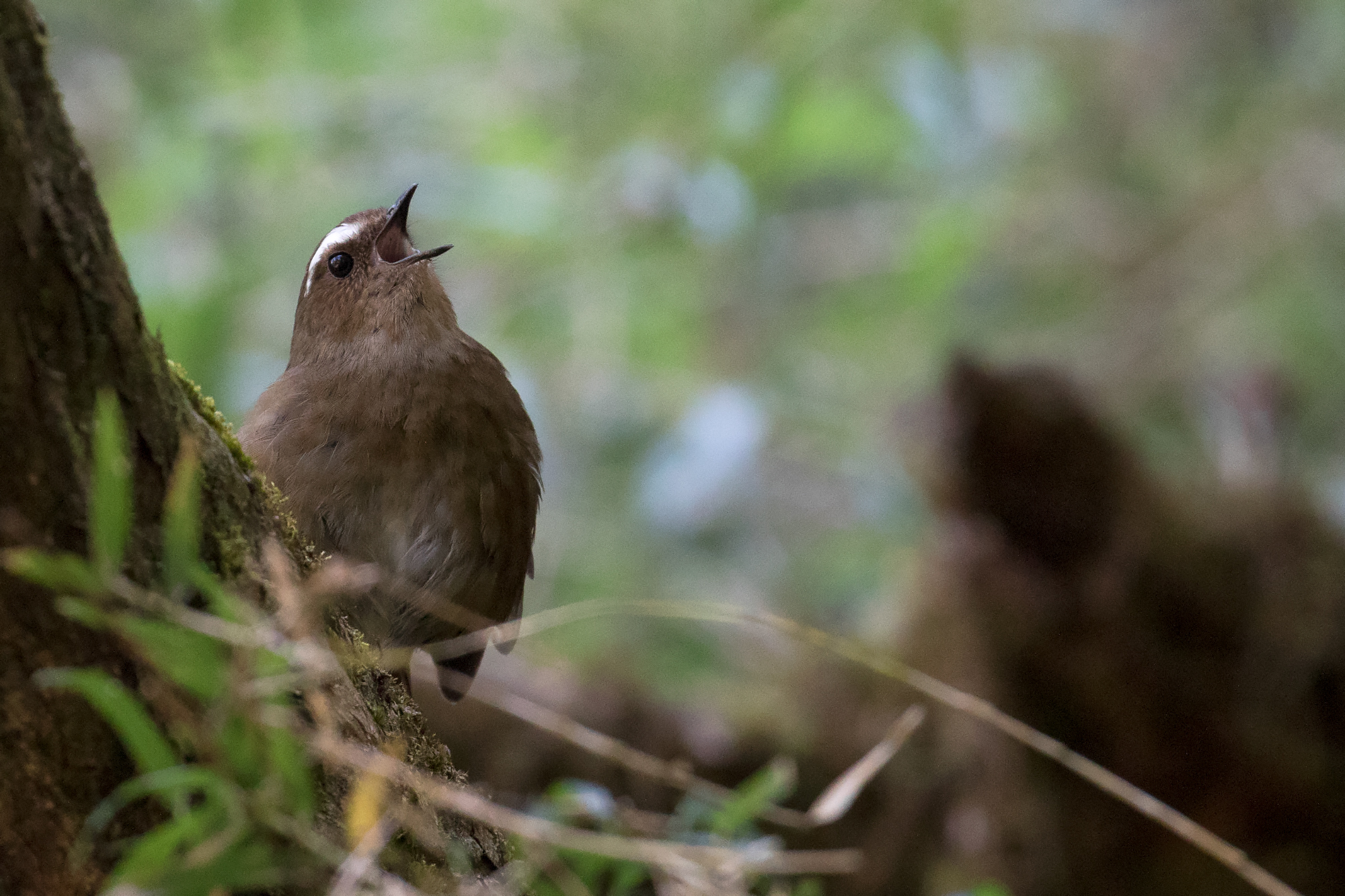 Details : White-browed Shortwing - BirdGuides
