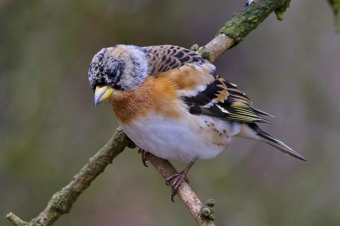 Brambling by Clive daelman - BirdGuides