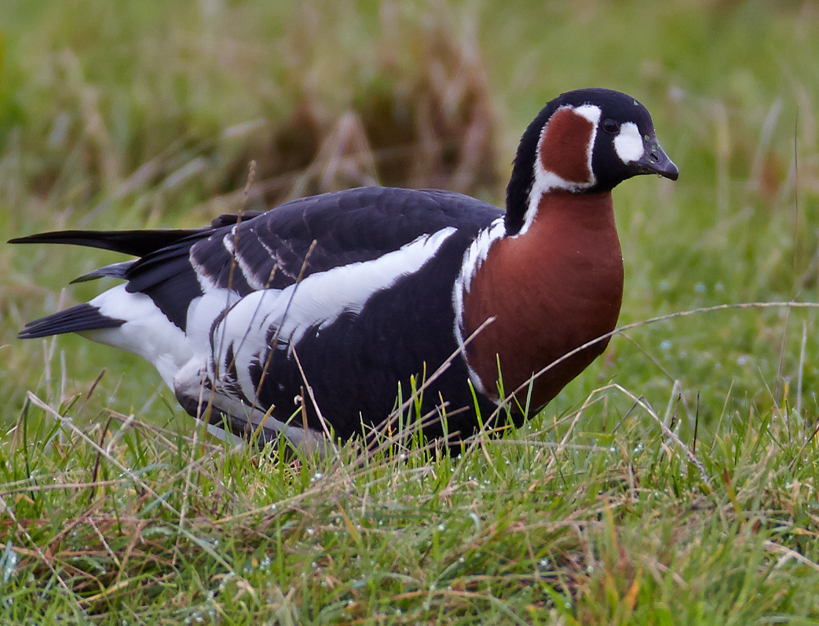 Details : Red-breasted Goose - BirdGuides