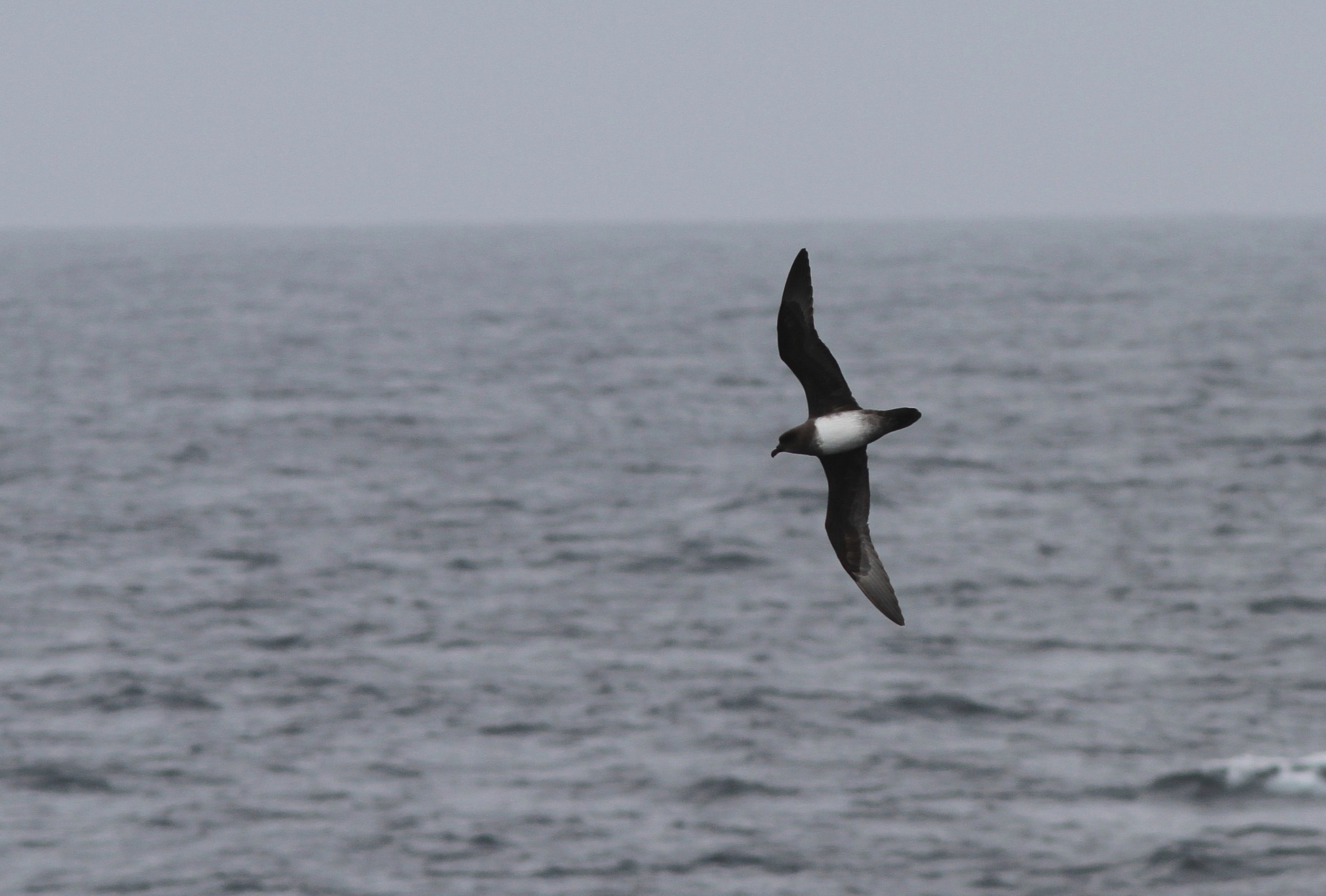 Details : Atlantic Petrel - BirdGuides