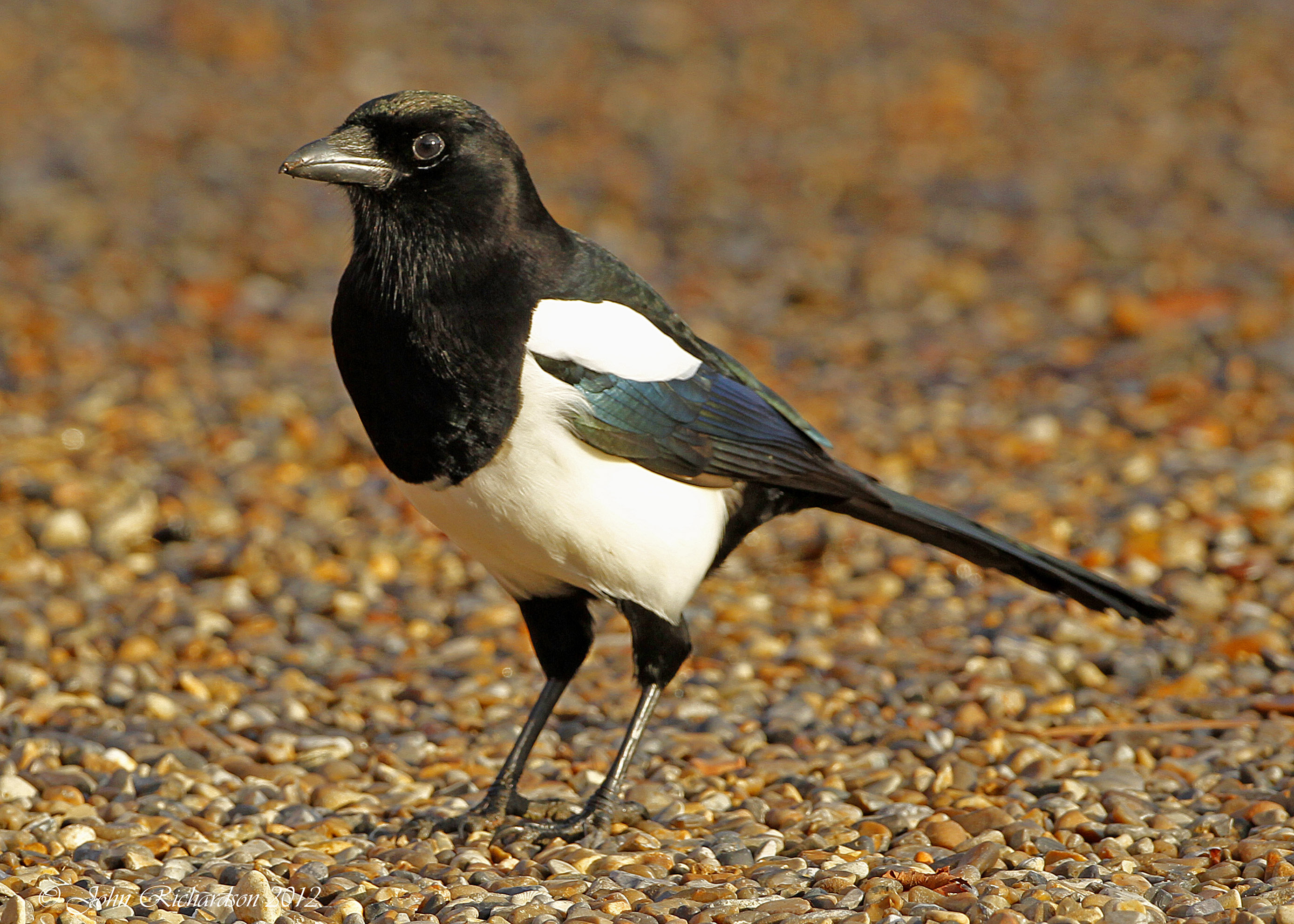 Magpie by John Richardson - BirdGuides