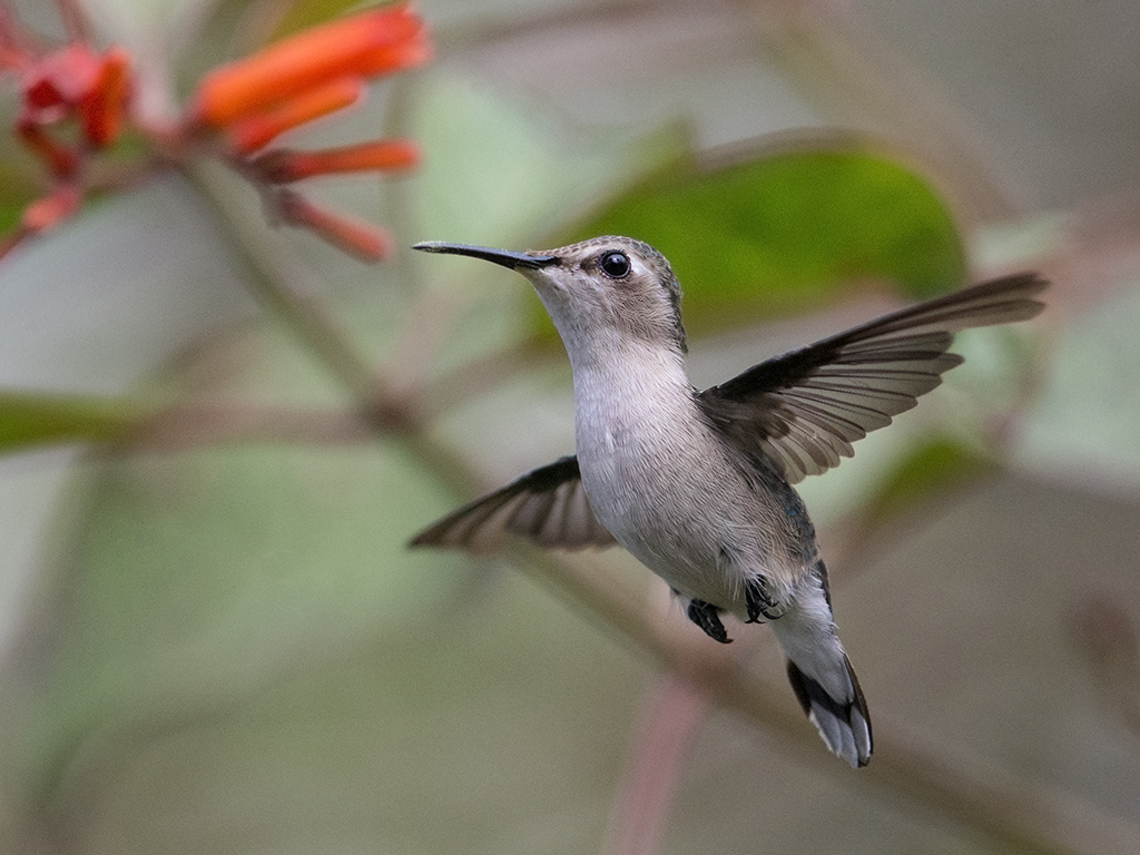 Details : Bee Hummingbird - BirdGuides