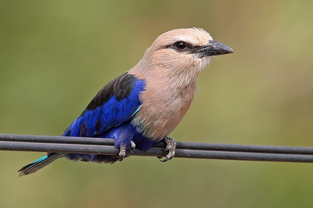 Details : Blue-bellied Roller - BirdGuides