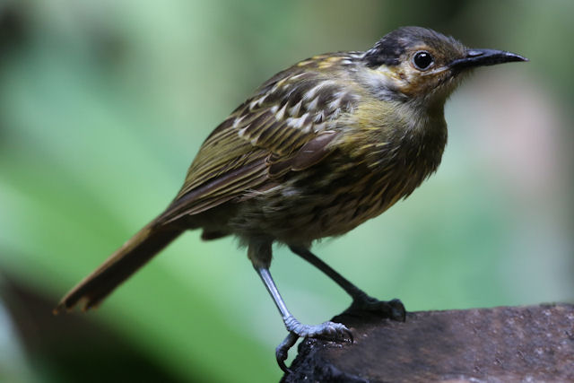 Details : Xanthotis - BirdGuides