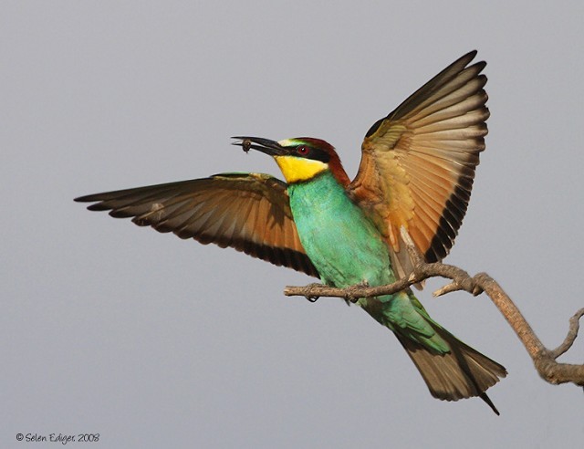 Details : European Bee-eater - BirdGuides