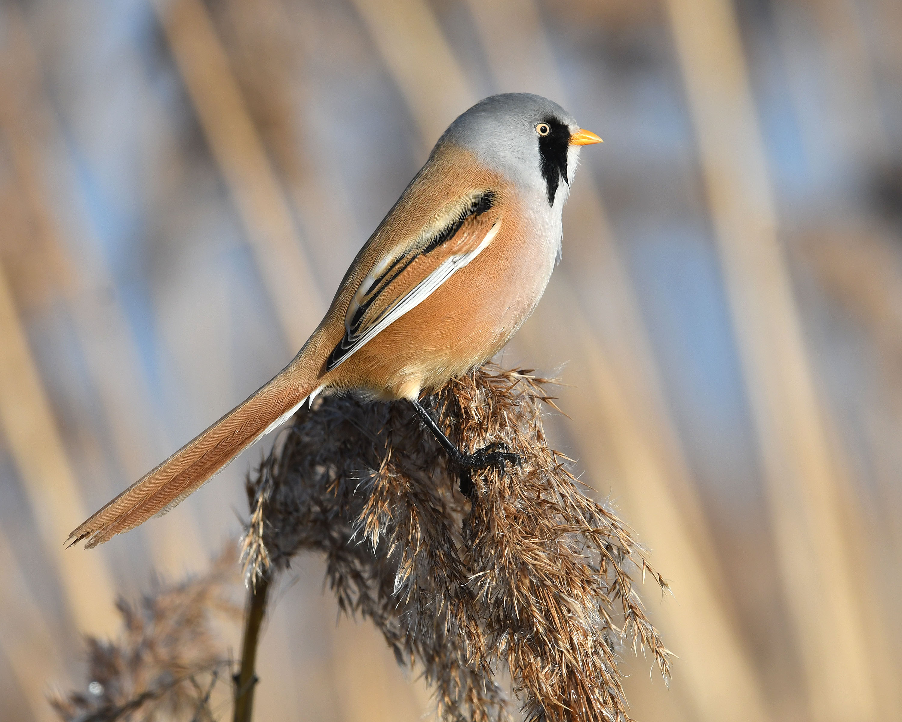 Details : Bearded Tit - BirdGuides