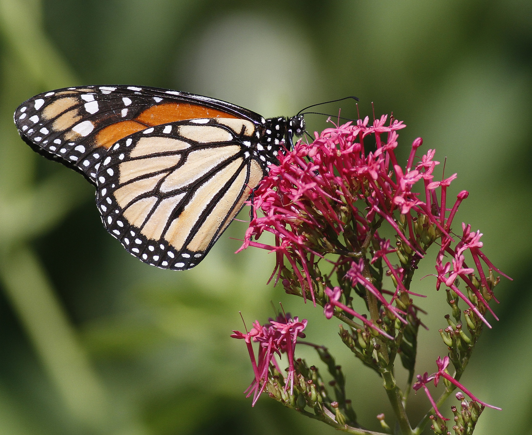 Details : Monarch - BirdGuides