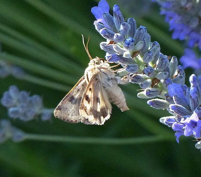 Details : Marbled Clover - BirdGuides