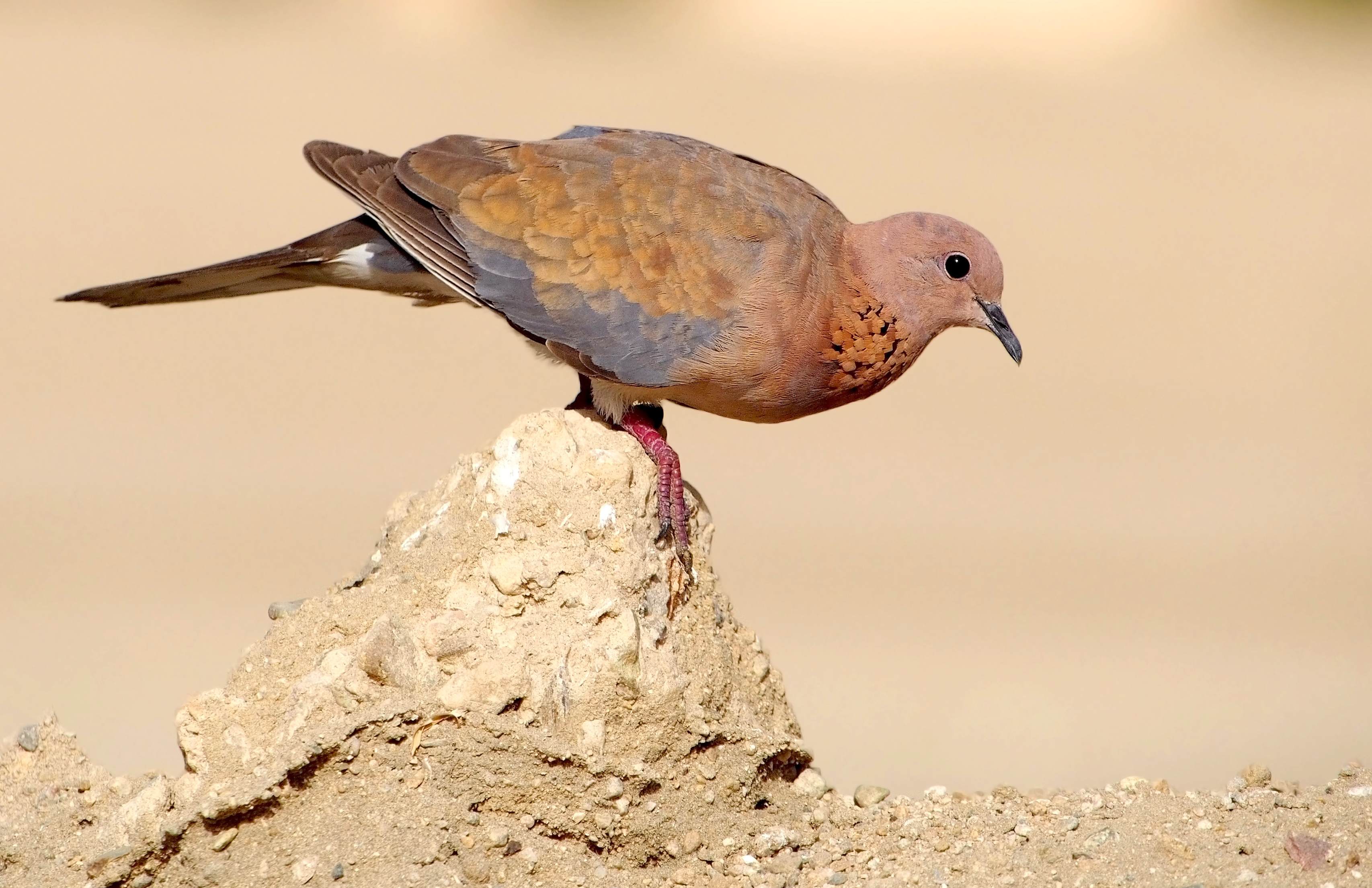Details : Laughing Dove - BirdGuides