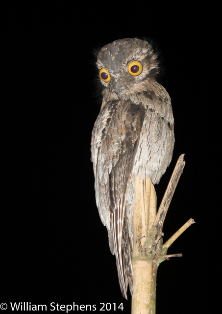 Details : Common Potoo - BirdGuides