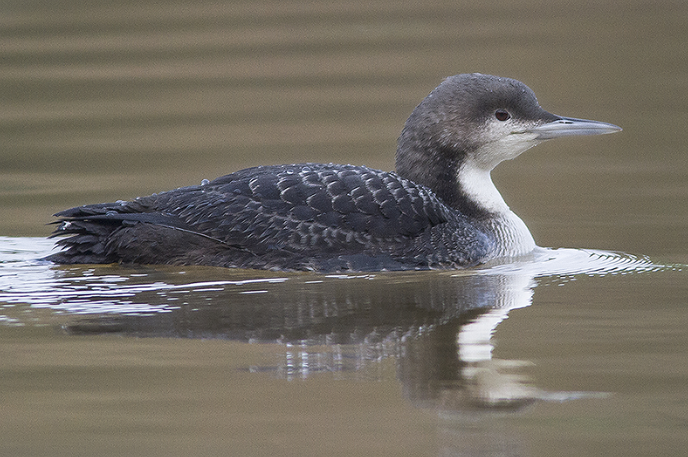 Details : Pacific Diver - BirdGuides
