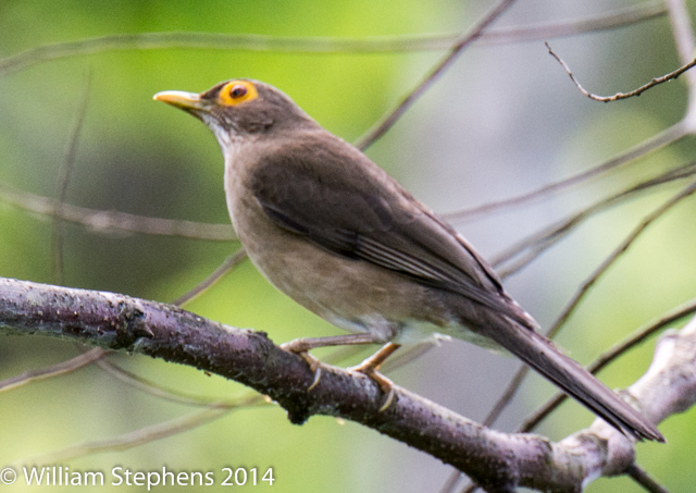 Details : Spectacled Thrush - BirdGuides