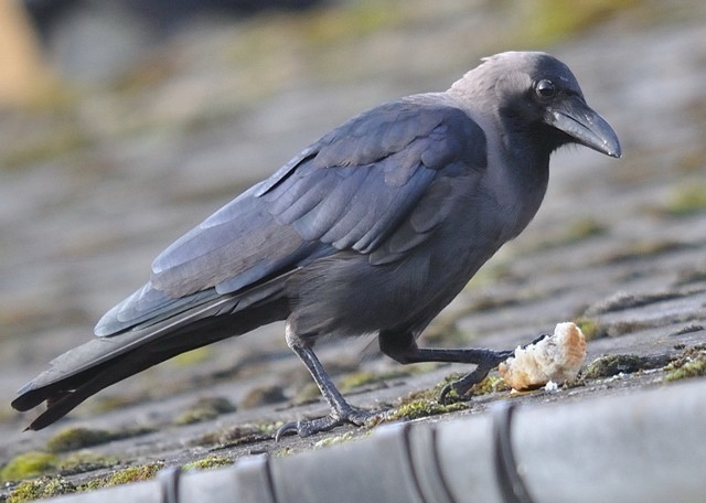 Details : House Crow - BirdGuides