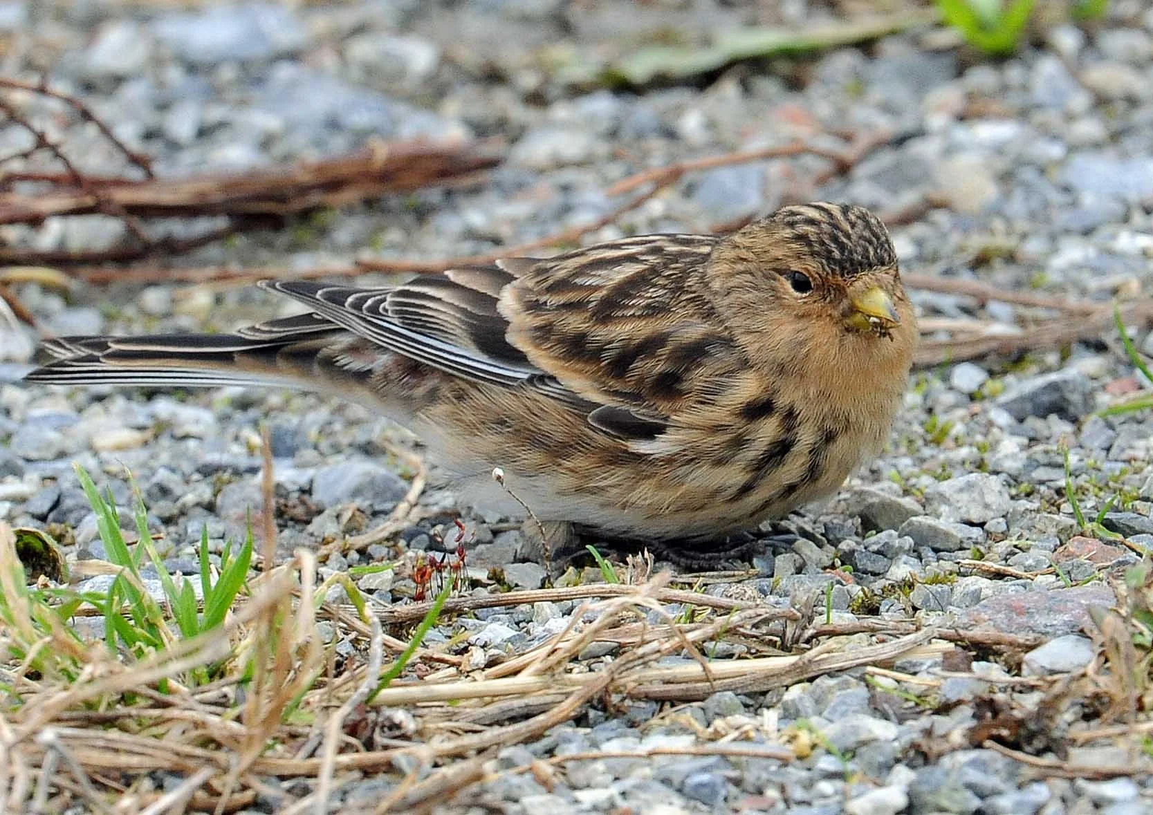 Details : Twite - BirdGuides