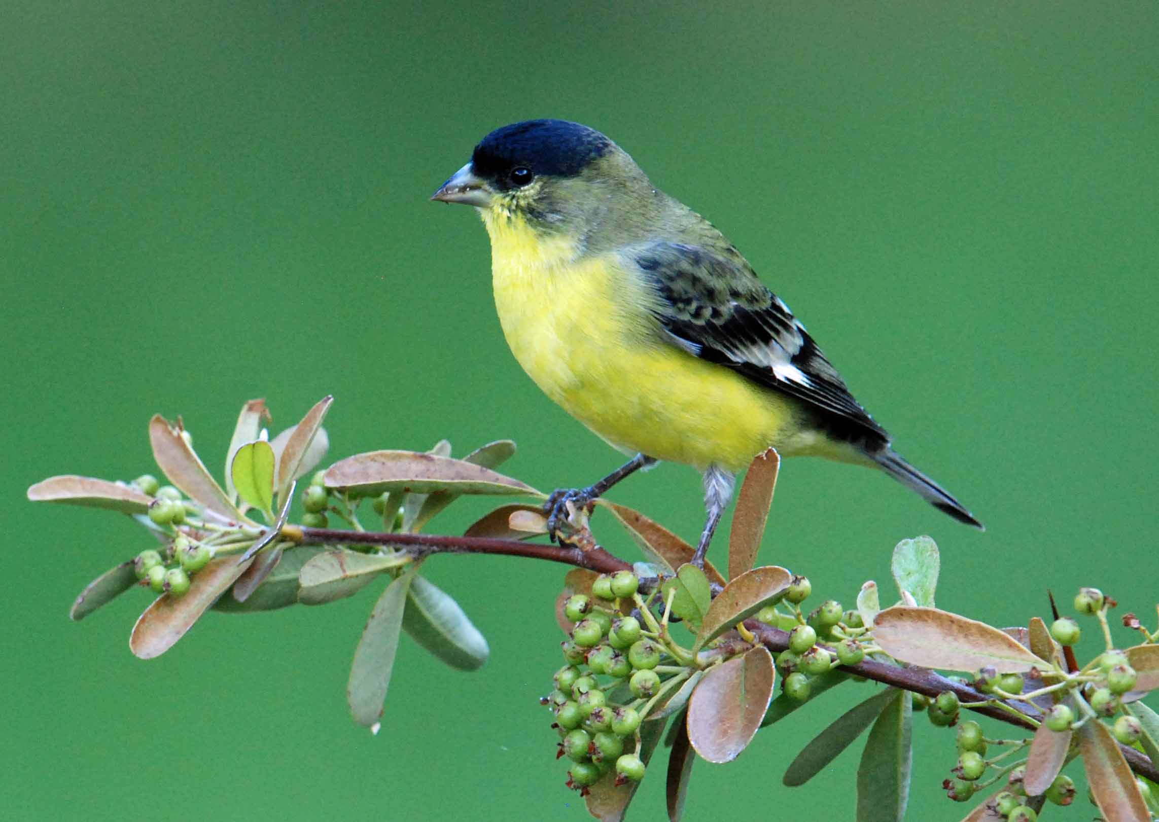 Details : Lesser Goldfinch - BirdGuides